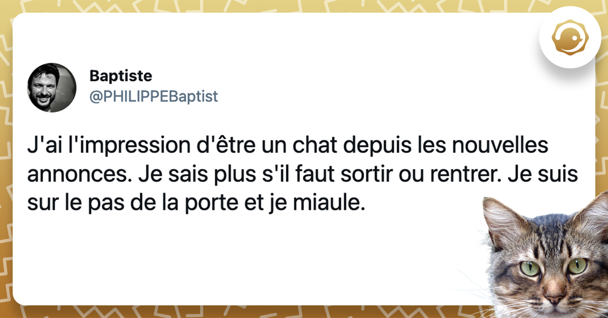Les 20 meilleurs tweets sur les chats : les meilleurs tout simplement ...