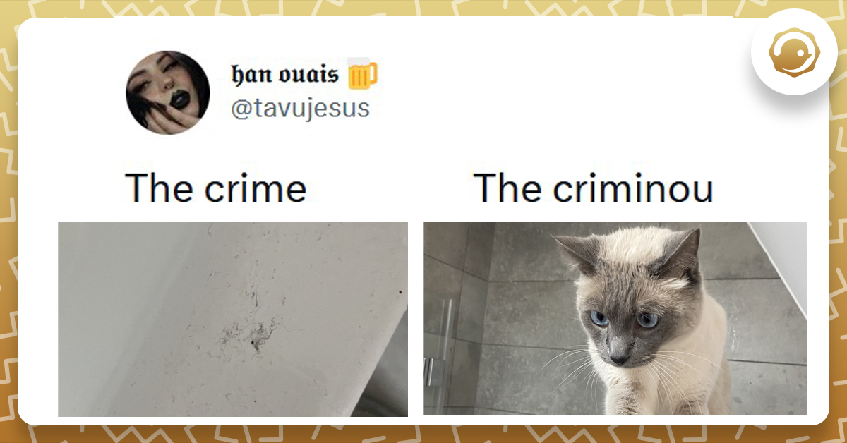 Top 20 des chats qui méritent d'aller en prison ! - Twog