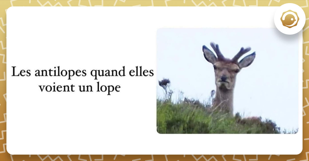 Ces memes ou images qui vous feront toujours rire - Twog